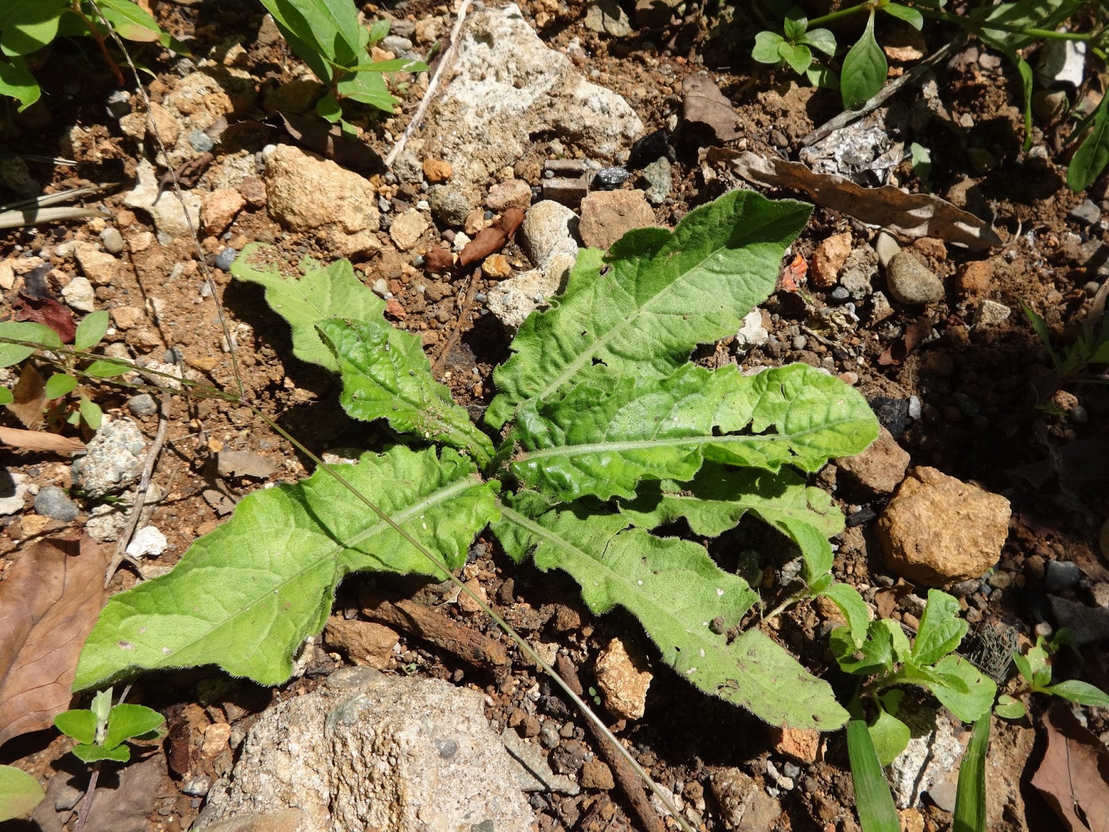 Zioła z Odległych Krain: Elephantopus scaber, Elephantopus tomentosus ...