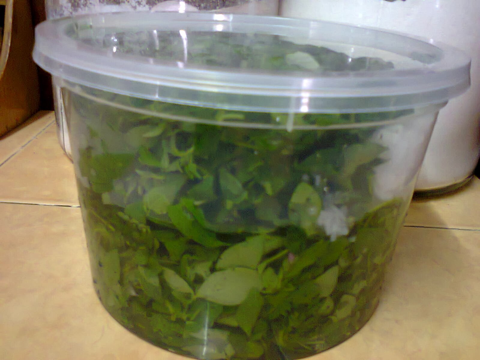 Warna Warni: Cara Mudah Buat Jeruk Maman