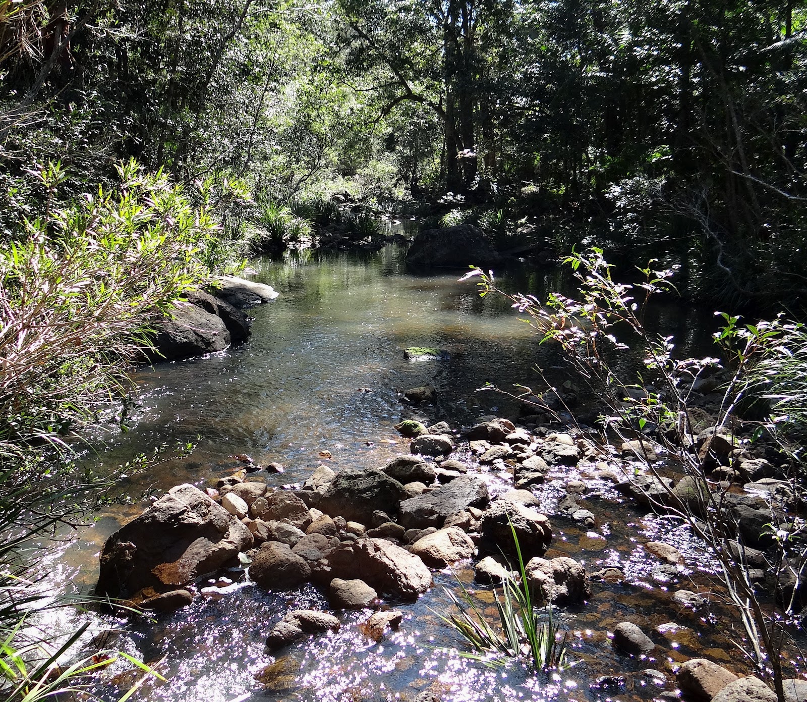 sunshinecoastbirds: Hiking in the Blackall Range