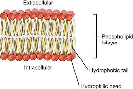 SENTHIL PRABHU SIVASAMY: Cell Biology: Bacterial Cell Membrane