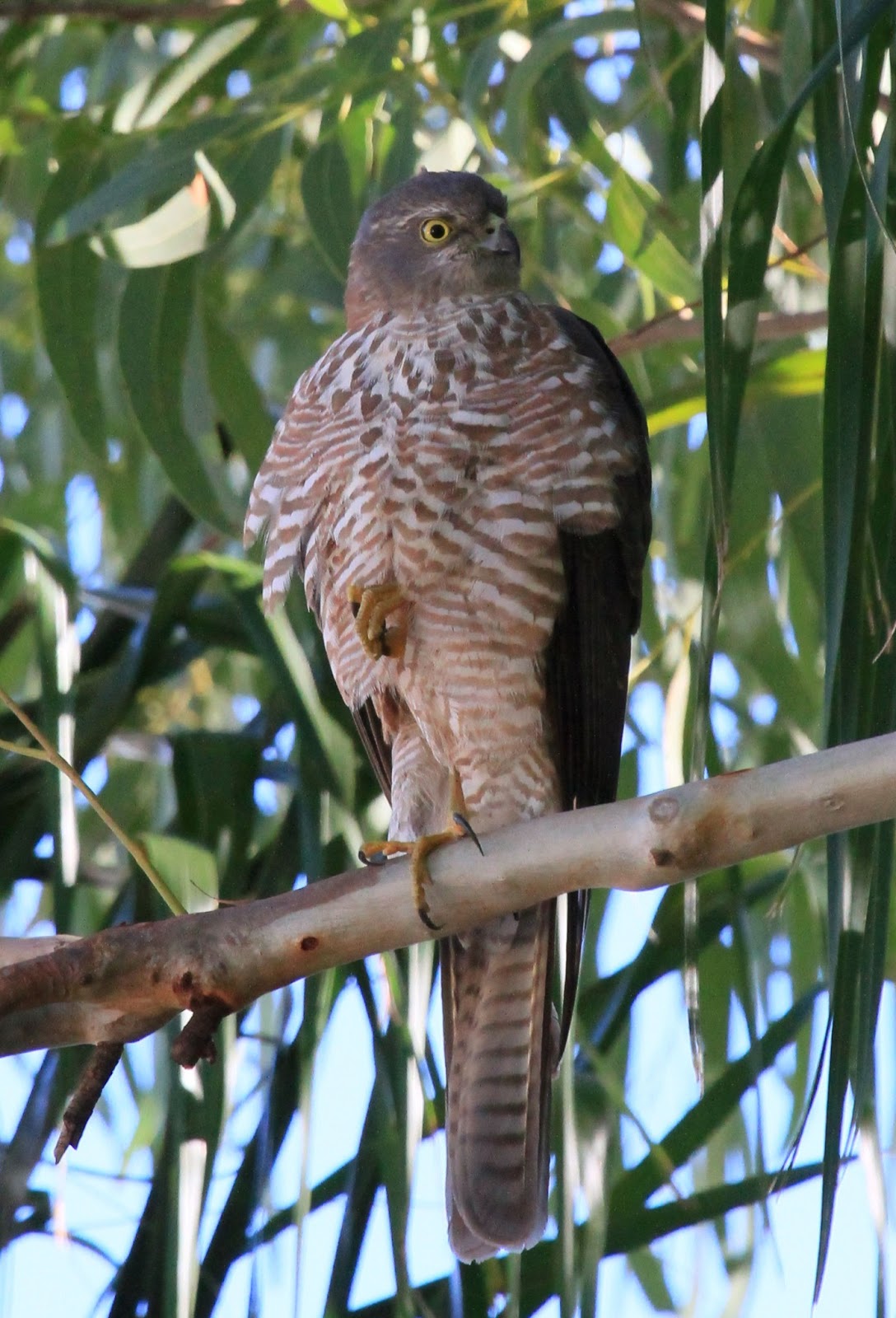 Richard Waring's Birds of Australia: Black Honeyeaters, juvenile ...