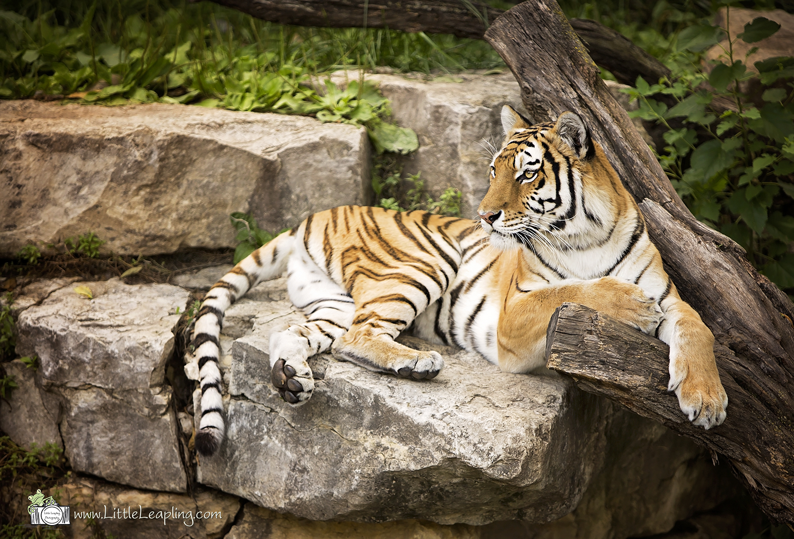 Little Leapling Photography: Zoom Zoom Zoo!