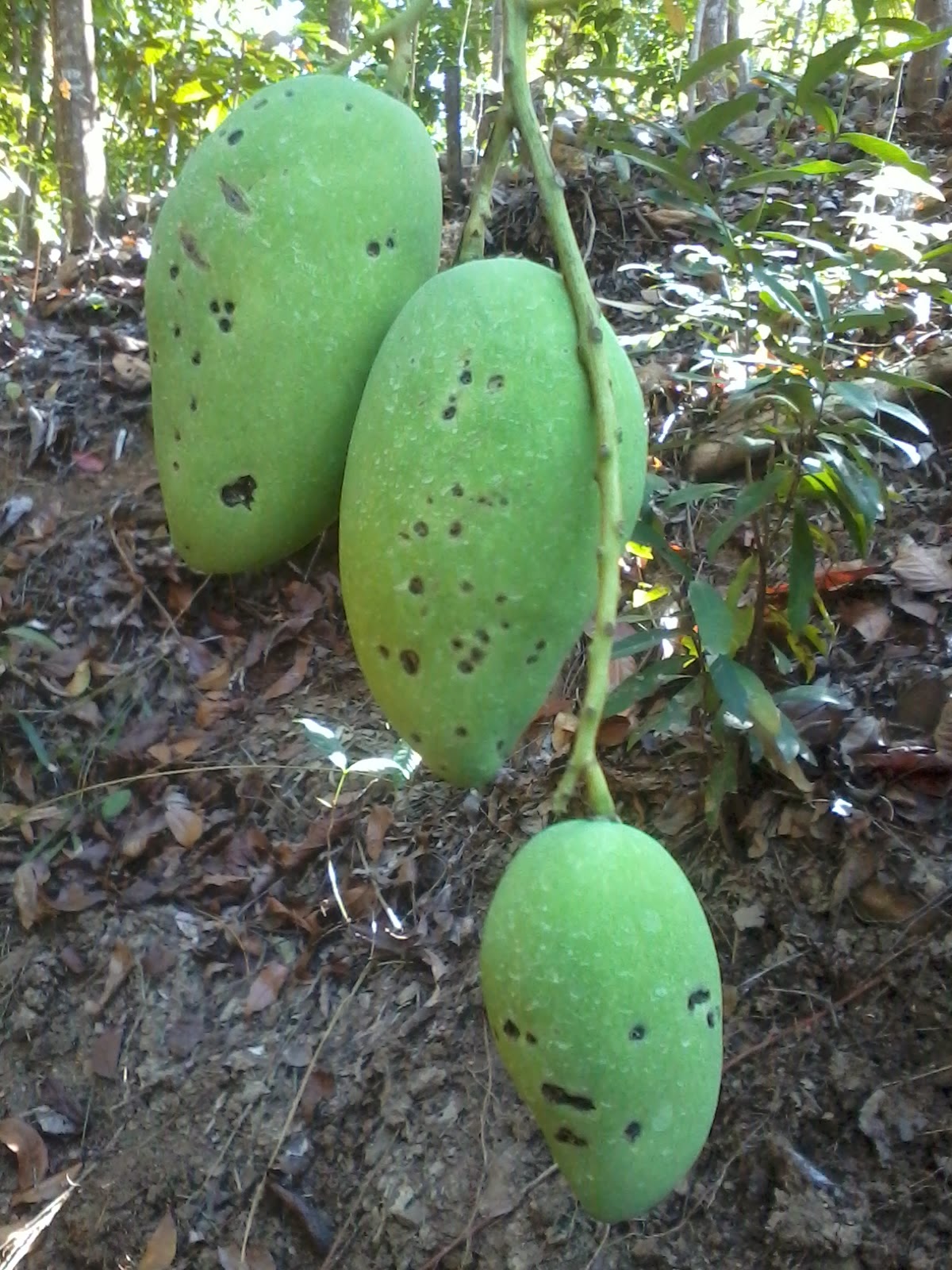 Sustainable Development: Kurikong Mangga or Cecid Fly, Huge Crop Losses