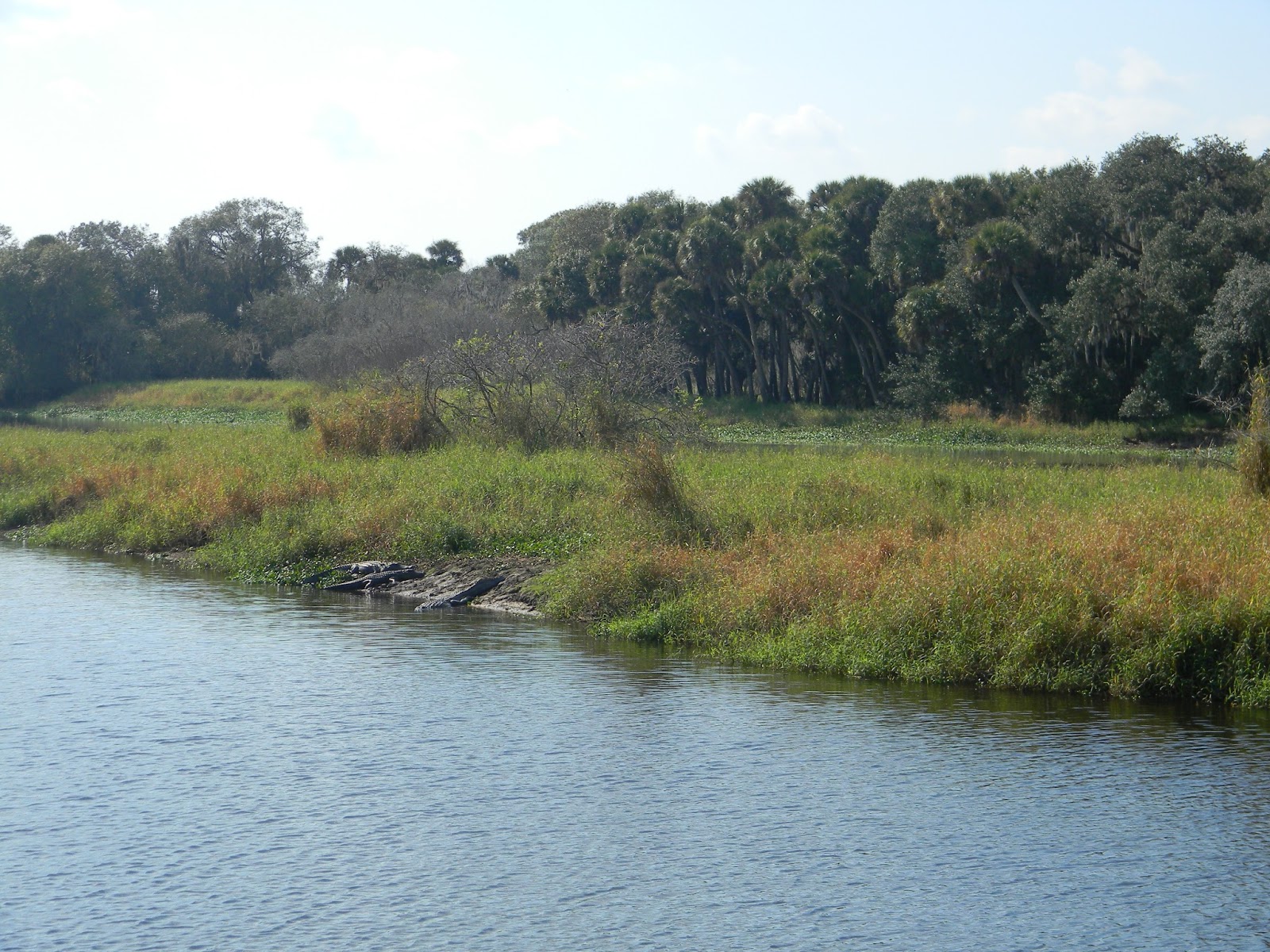 The "Unknown" Florida: Myakka River State Park - Sarasota, FL