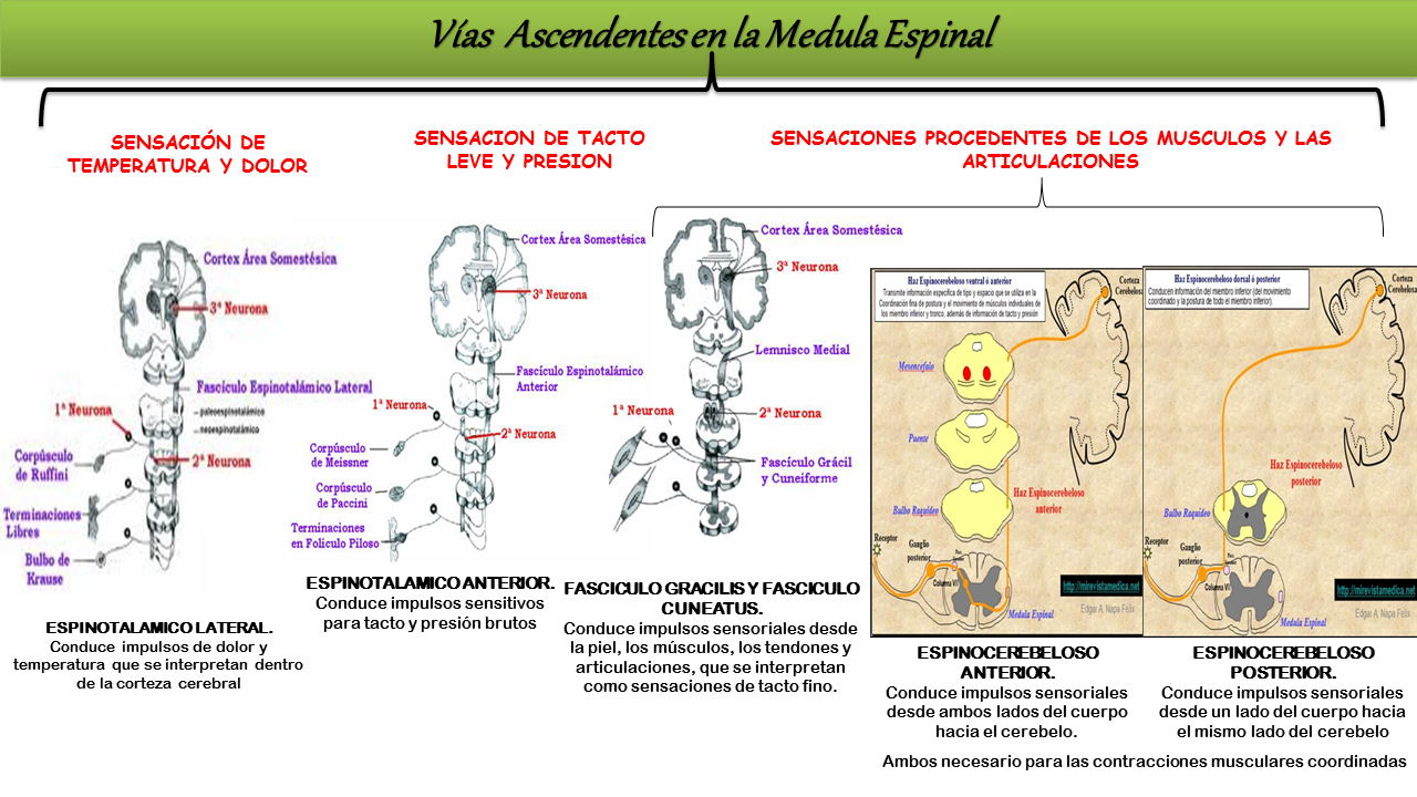 FISIOLOGÍA BÁSICA: octubre 2014