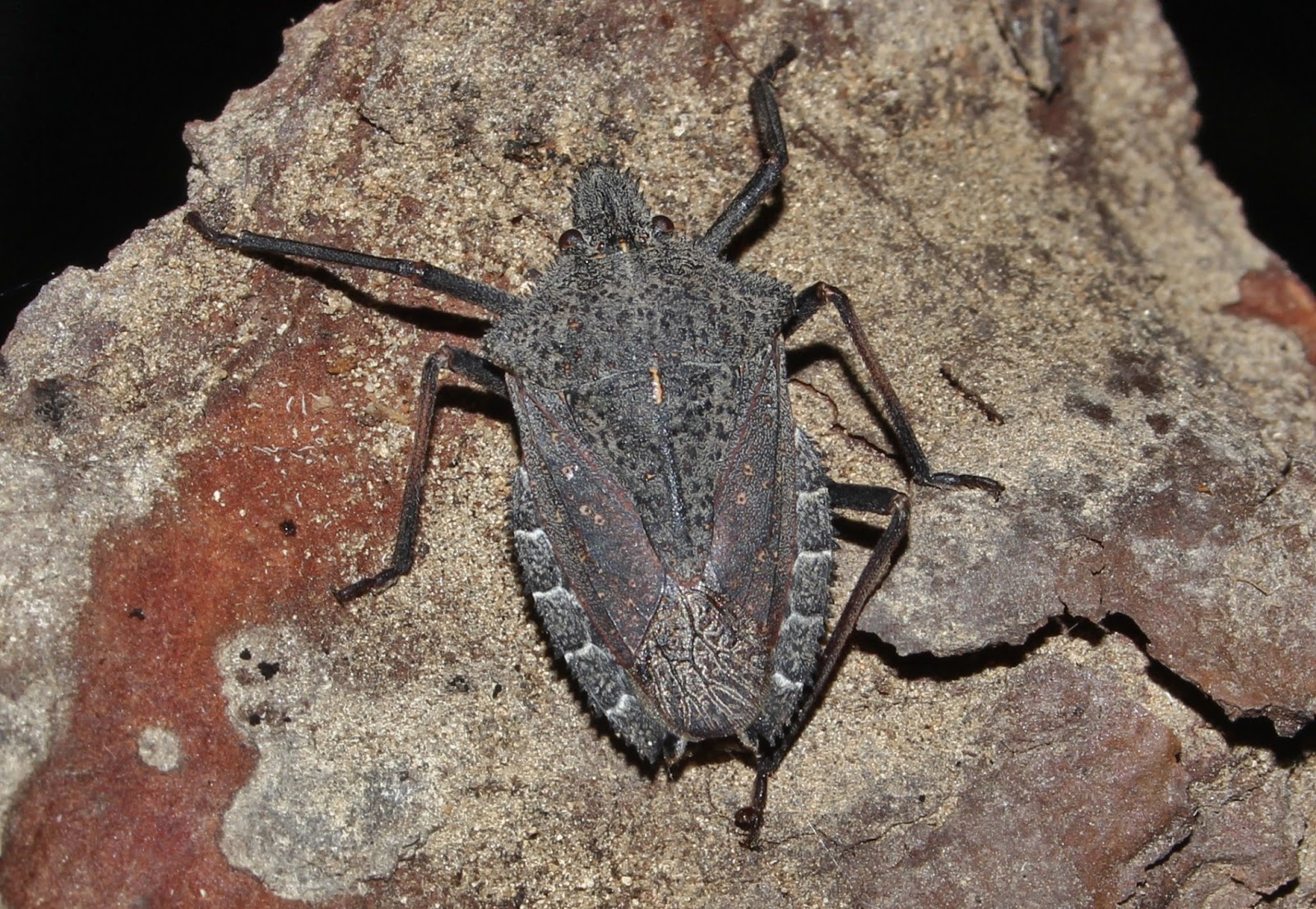 Biodiversity of Cyprus by NGO Protection of the Natural Heritage and ...