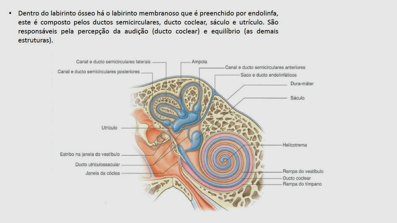 Liga de Anatomia ULBRA: ORELHA