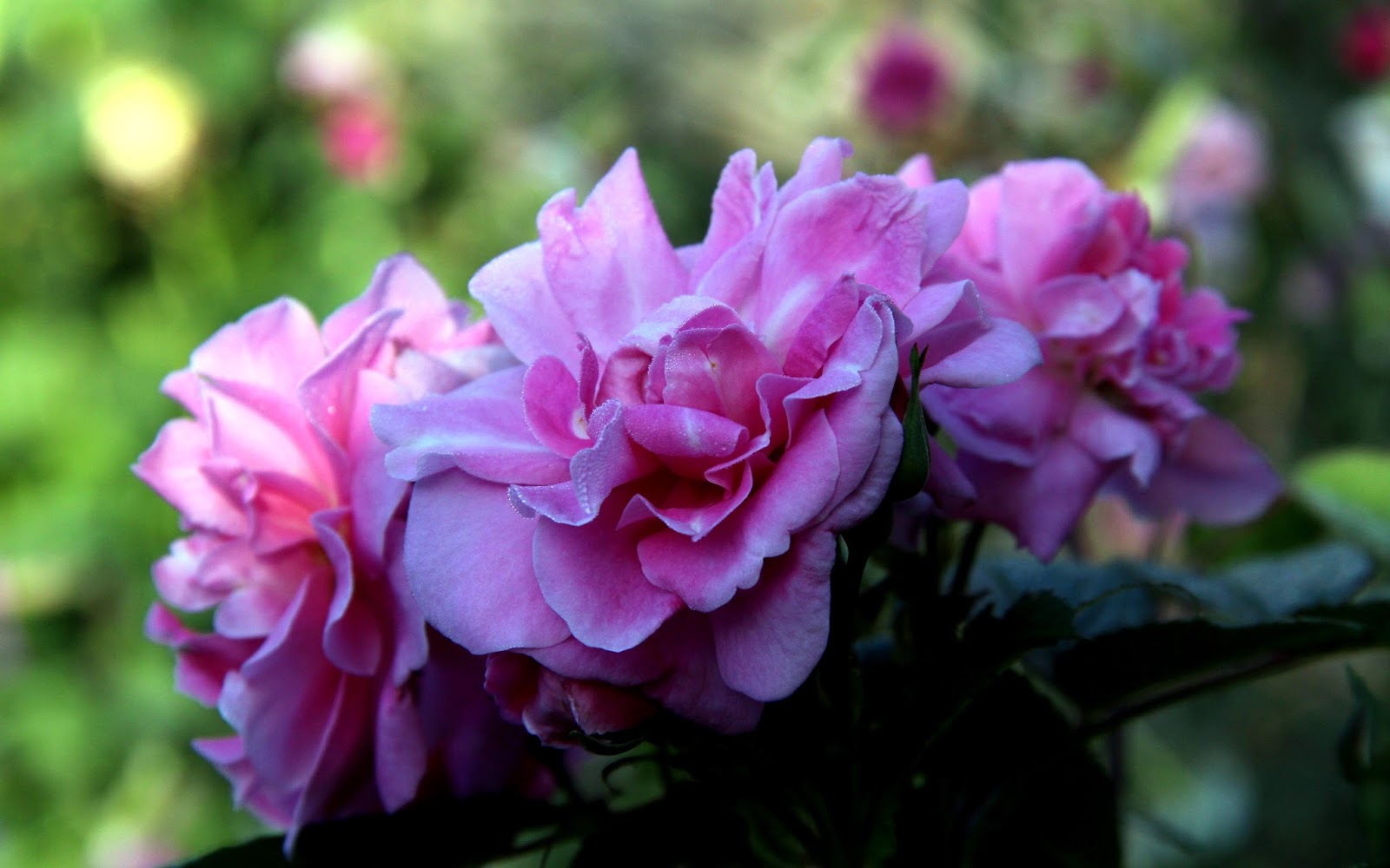 Je suis au jardin : "Une rose d'automne est plus qu'une autre exquise ...