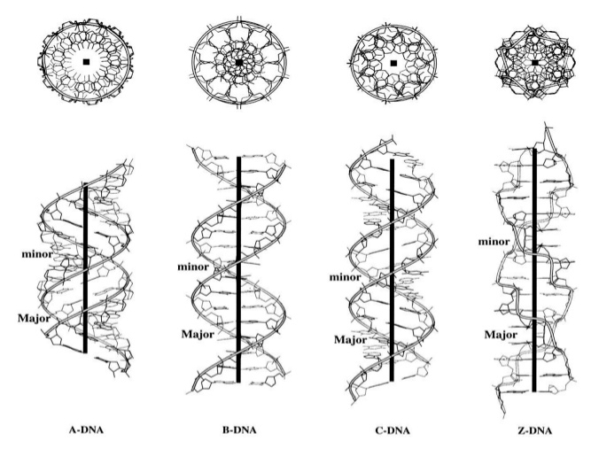 Ciri-Ciri DNA LENGKAP - Generasi Biologi