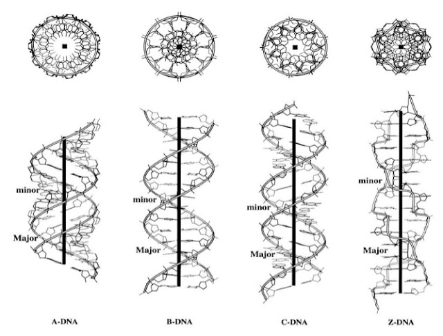 Ciri-Ciri DNA LENGKAP - Generasi Biologi