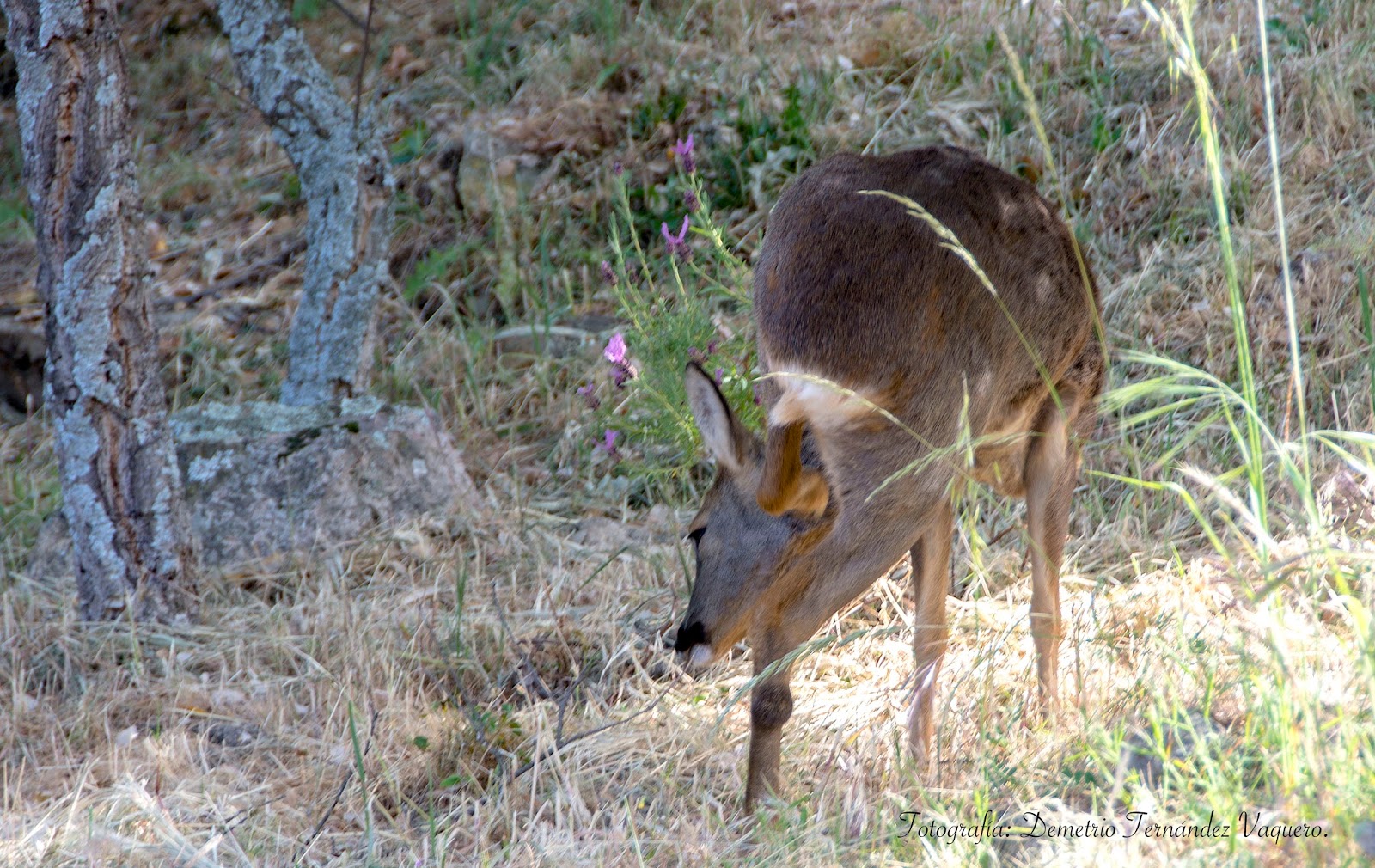 Corzo (Capreolus capreolus) - 2 fotografías | Fotografía Demetrio Fernández
