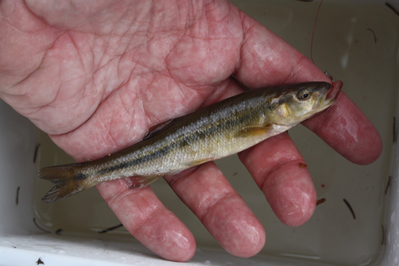 Catch-M-All: Creek Chub Queso!!