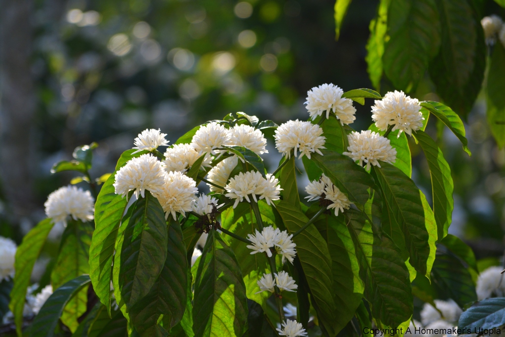 A Homemaker's Utopia..: Coffee Flowers - Wayanad,Kerala