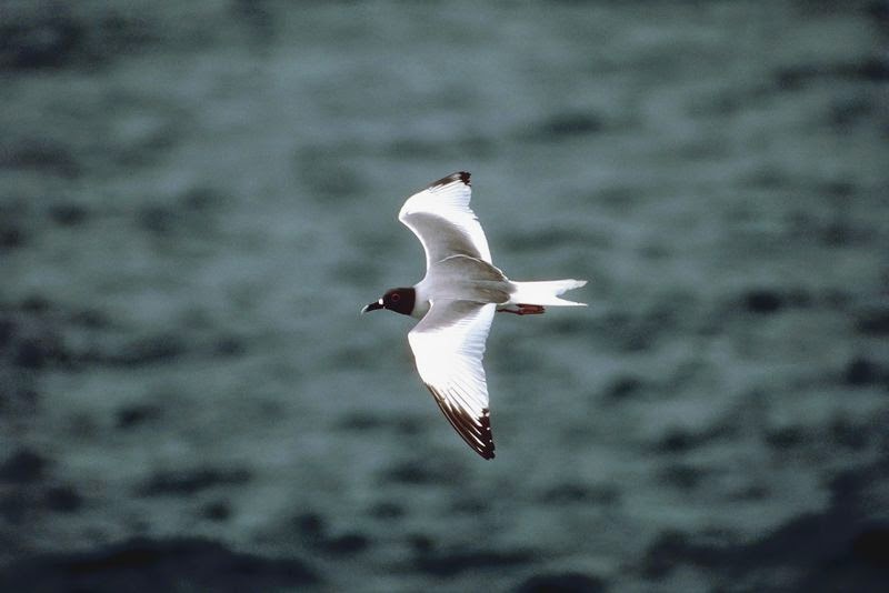 Nature: Observations and Meanings: GULL: Judging by Appearances