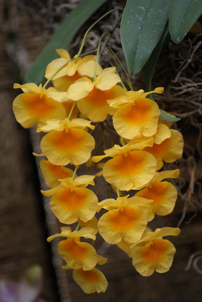 Dendrobium jenkinsii care and culture | Travaldo's blog