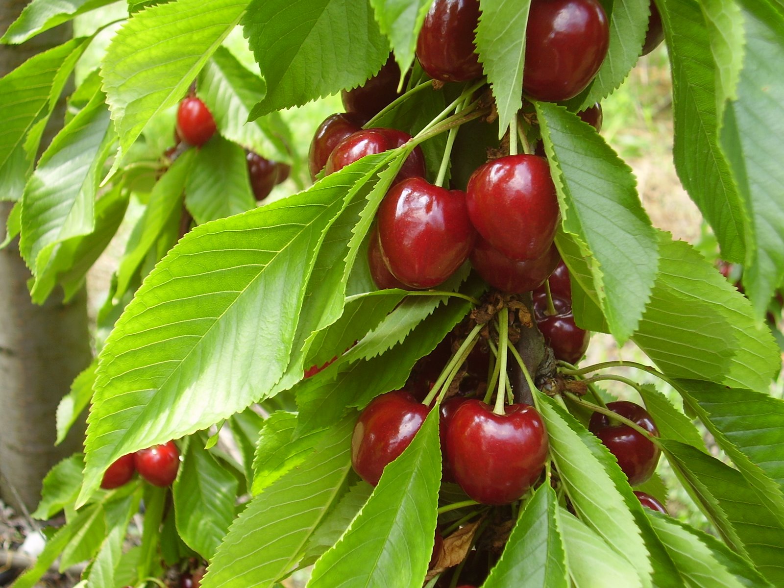 SiklósKert: Cseresznye fajták - képekben - érési sorrendben