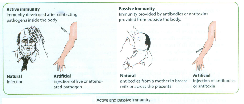 # 62 Immunity and vaccination | Biology Notes for A level