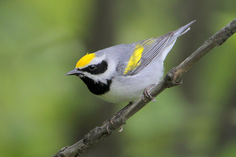 Beak of the Week - Golden-winged Warbler