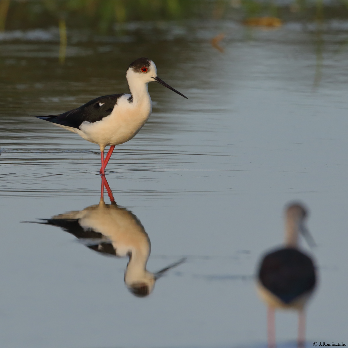 Pescador de aves: Pernilongo # 4