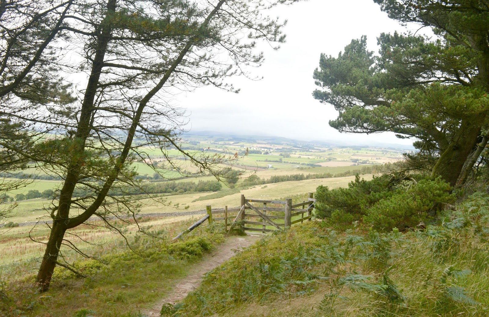 Walking the Simonside Hills - Harwood Forest, Northumberland | New Girl ...
