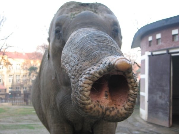 All Funny,Cute,Cool and Amazing Animals: Funny Elephant Images-Pictures ...