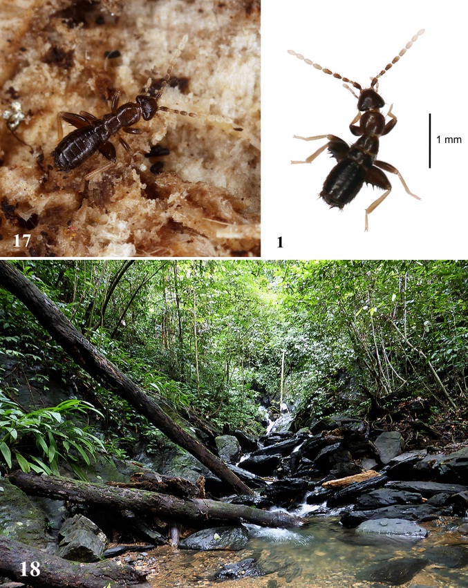 Species New to Science: [Entomology • 2017] Zorotypus asymmetricus • A ...