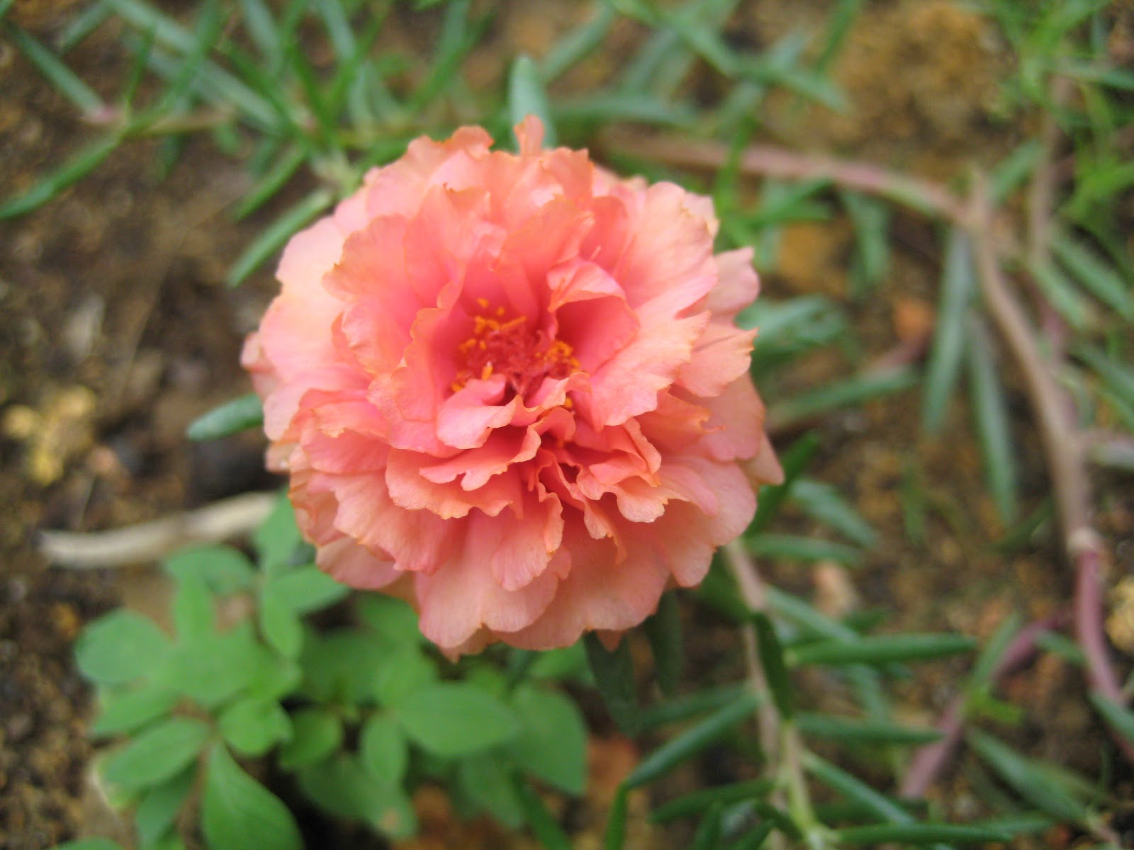 kembojaputih: Portulaca aka Kembang Pagi