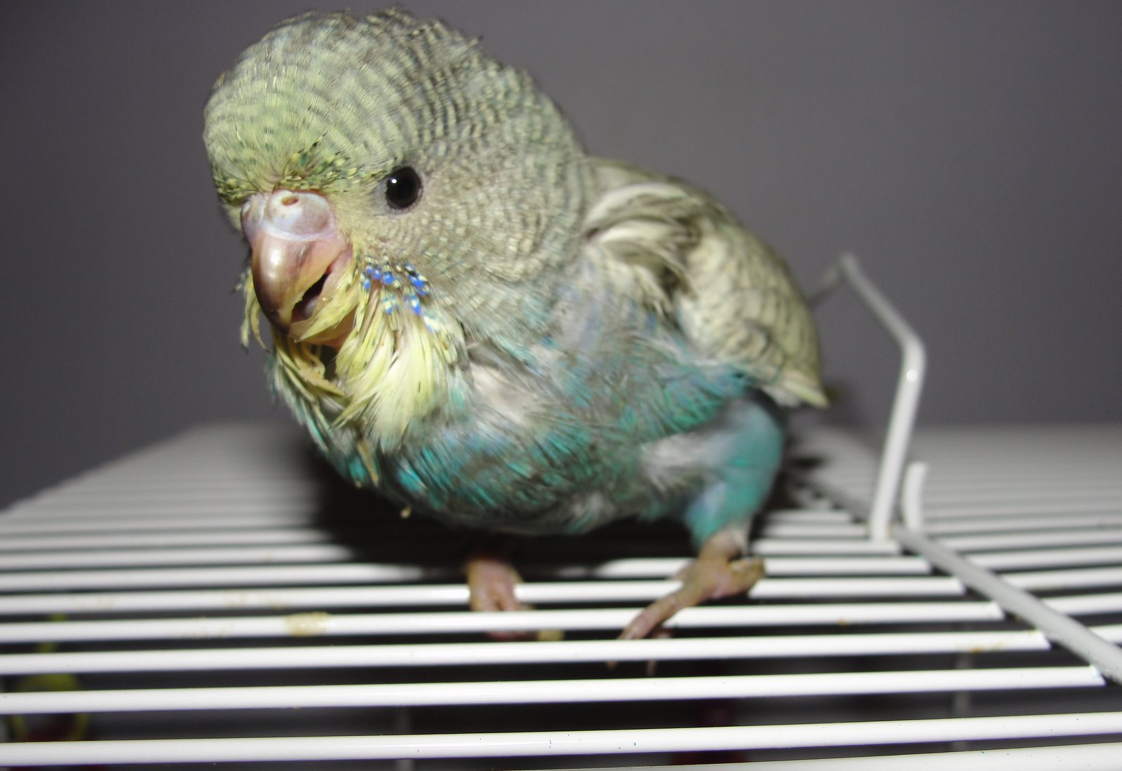 PAPAGAJI TIGRICE: Saveti o kupovini tigrice/ očigledni znaci bolesti ...