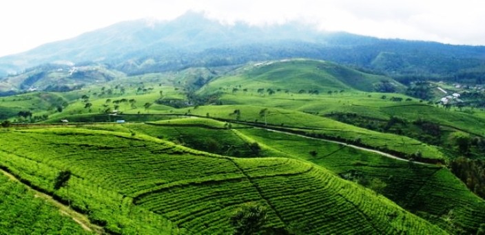 Kebun Teh Kemuning ~ SOLORAYA