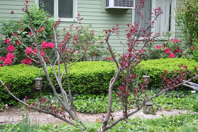 Our Garden Journal: Update: The Saga of the Sand Cherry