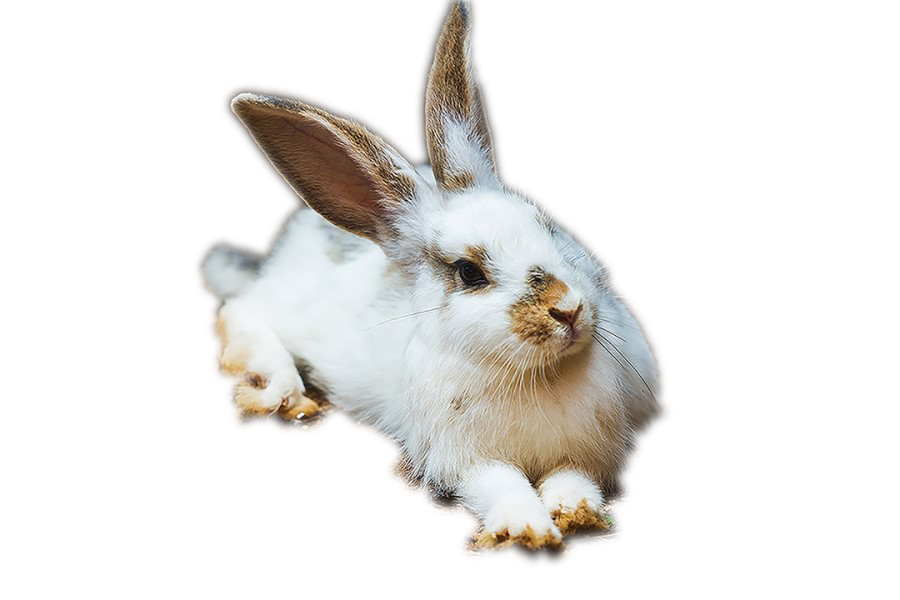 [ Enumcut : Sample ] Rabbit (Zoo) - Remove Background From Image ...