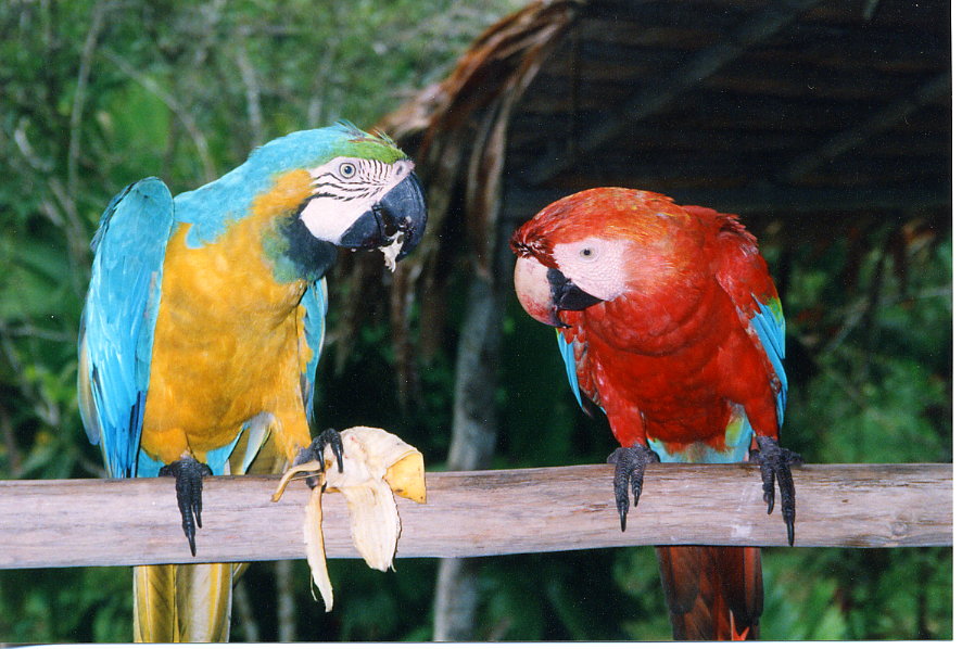 parrots |Zoo Animals