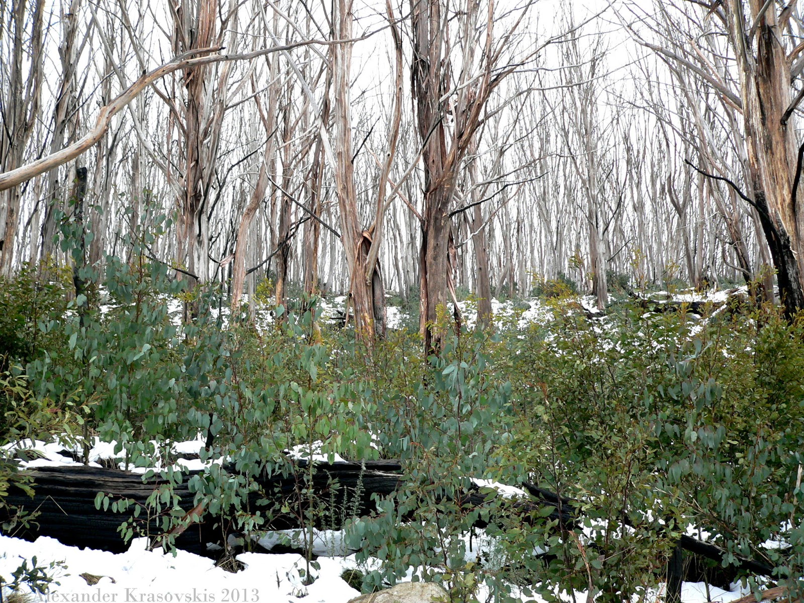 Aggregata Plants & Gardens: August 2013