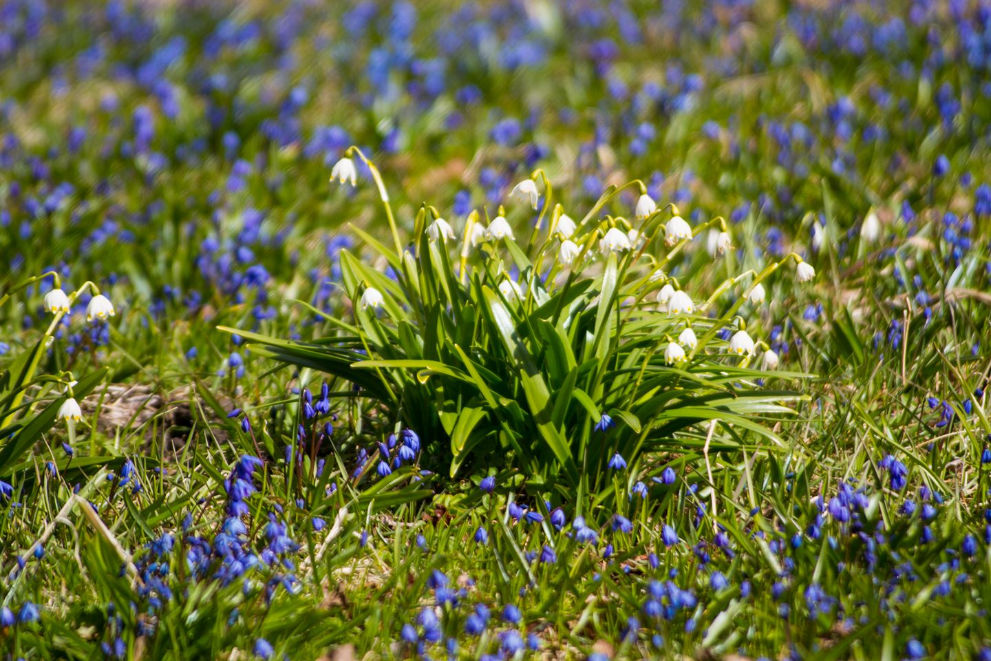Kivi-Vigala haruraamatukogu: märts 2018