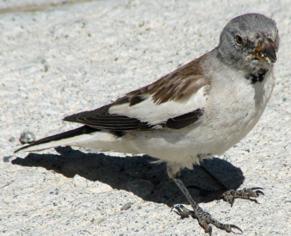 Species Afghan Snowfinch | Good Picture Animals