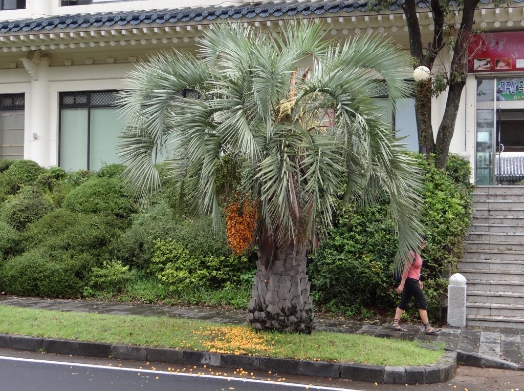 DEFENSOR DA NATUREZA: Butiá do Brasil é a palmeira preferida para ...