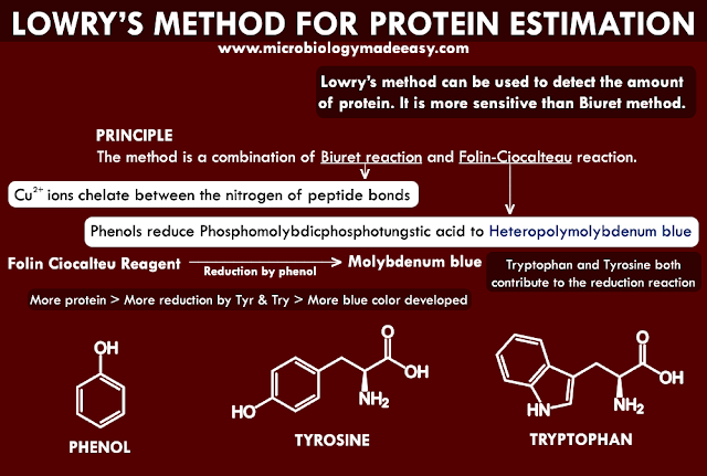 Microbiology Made Easy: Principle of Folin Lowry method of Protein ...