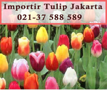 Toko Bunga Magnum Jakarta Barat - Online Florist Indonesia 24 Jam ...