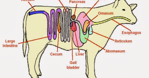 SISTEM PENCERNAAN | Dunia Peternakan