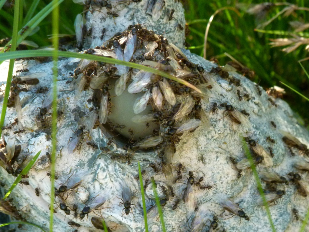 Urban Wildlife Jottings: Ant nuptial flight