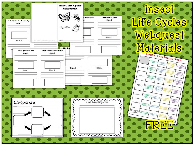 Lucky in Learning: Insect Life Cycles Webquest