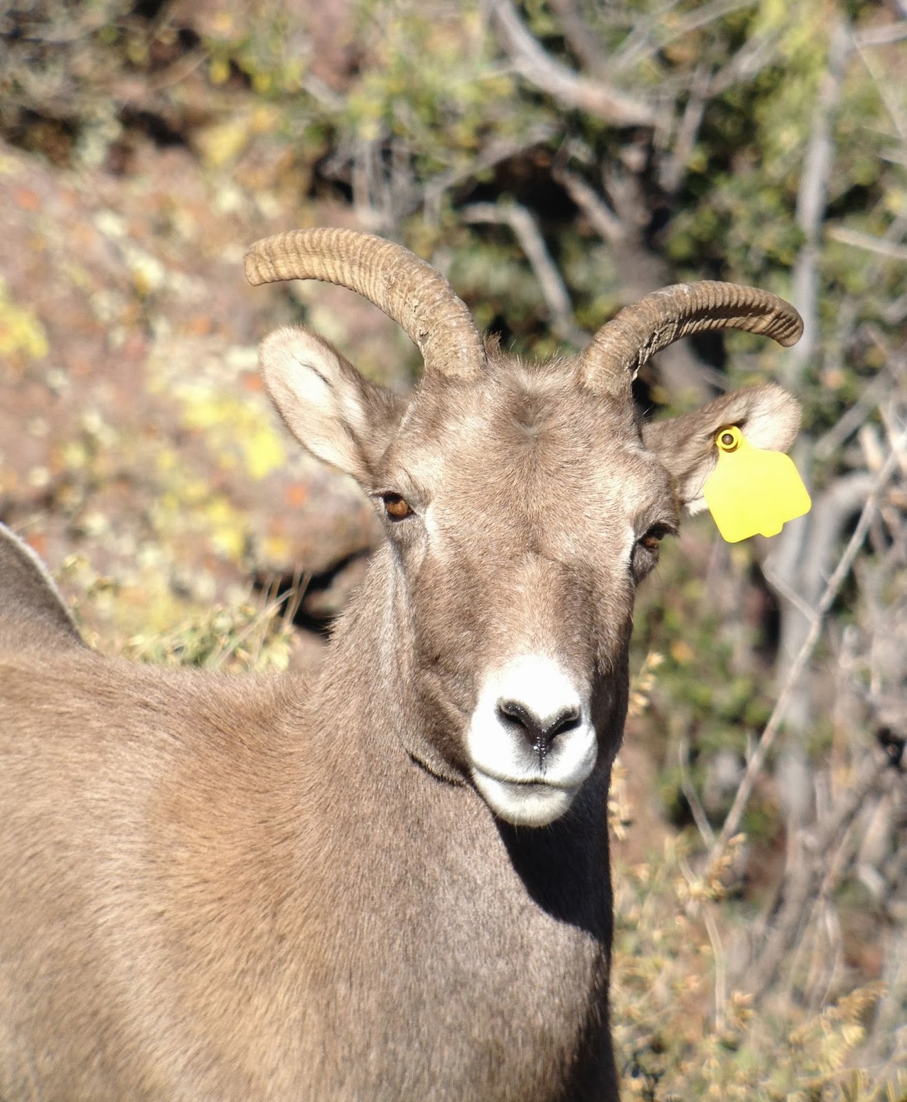 Jay Scott Outdoors: Arizona Rocky Mountain Sheep Hunt in 6A with Brian ...