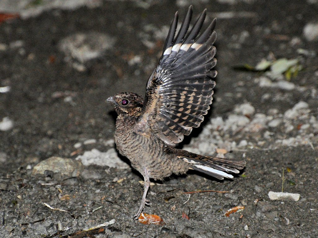 Bellas Aves de El Salvador: Nyctidromus albicollis (pocuyo, tapacaminos ...