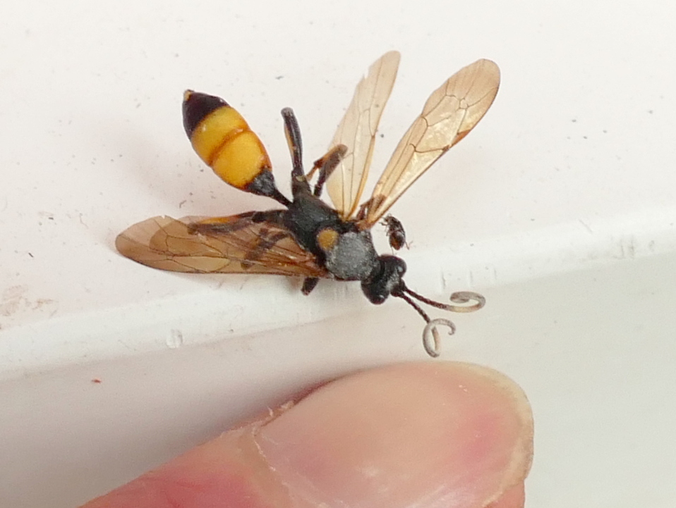 Peter Lovett's ramblings : Podalonia hirsuta wasp (?)