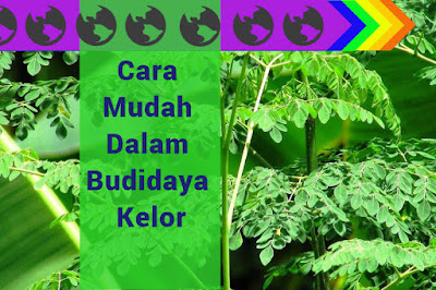 Cara Mudah Dalam Budidaya Kelor