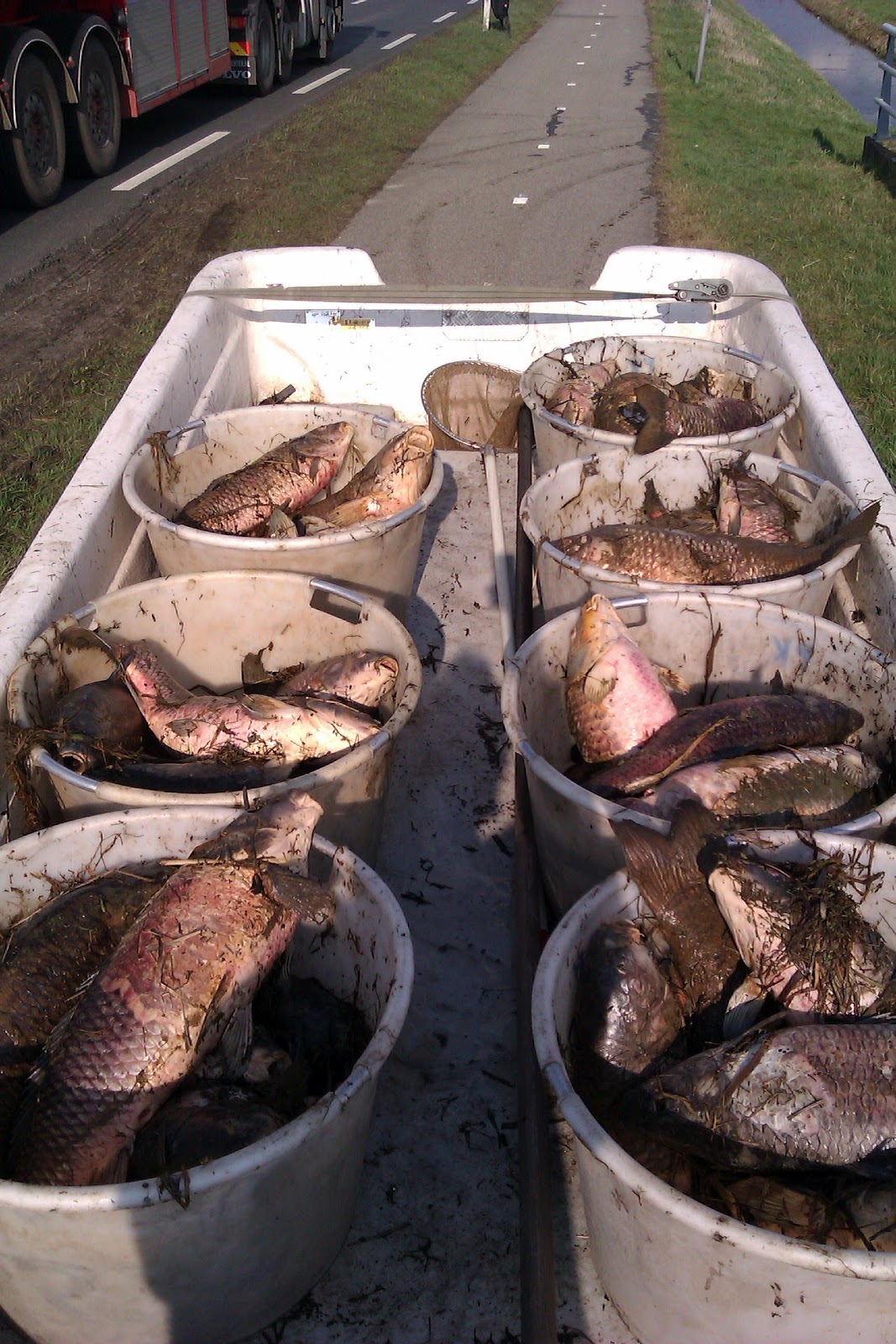 Datakal: veel dode vissen