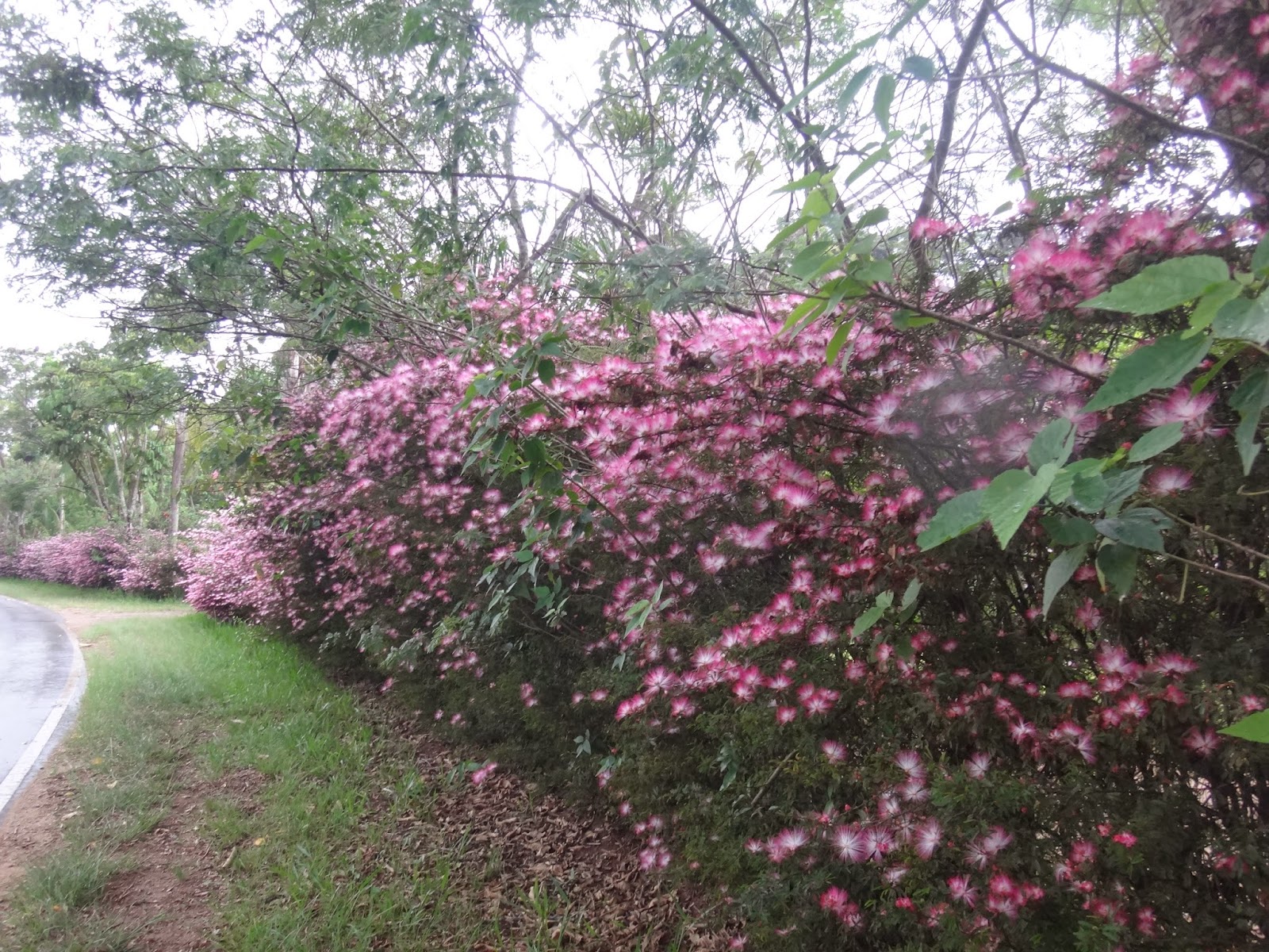 Uma flor por dia: Caliandra-rosa