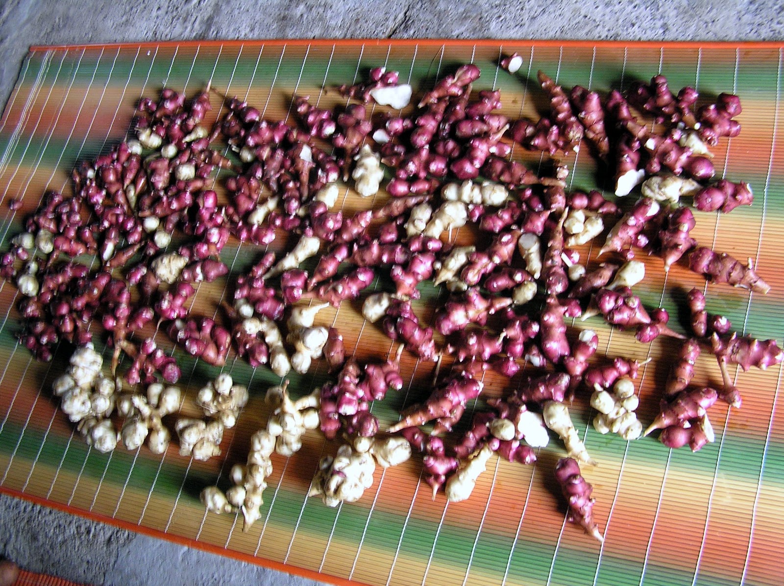 Rare Edible Root Crops: Growing sunchoke