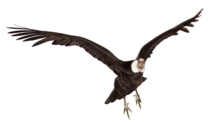 Imagenes del condor animado - Imagui