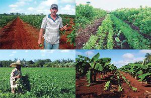 Agro-Ecologia : Componentes de un agroecosistema